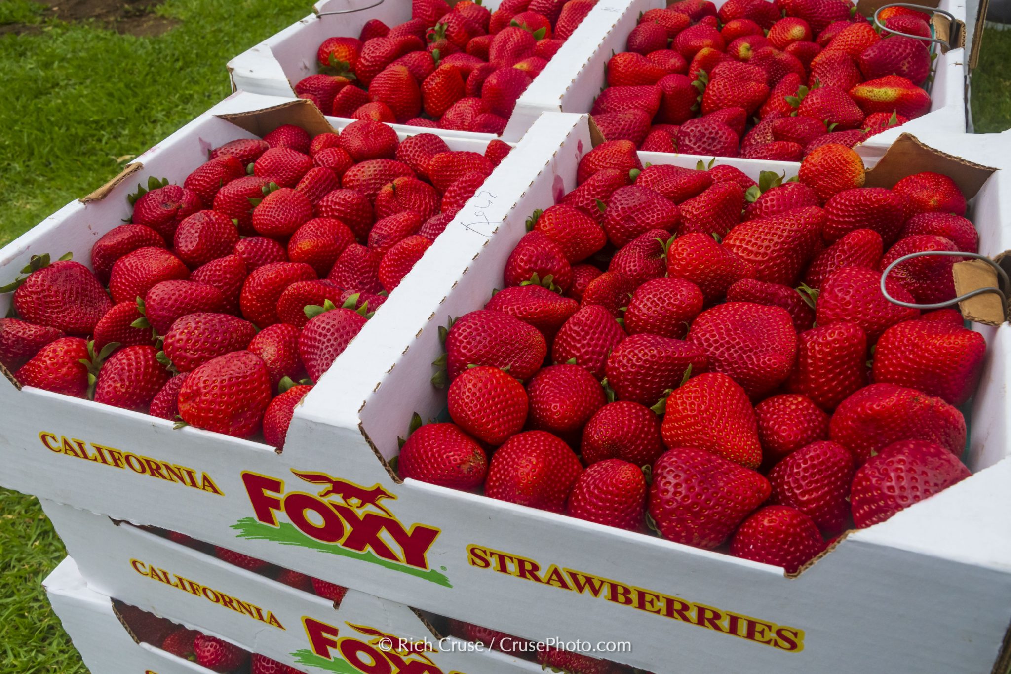 Seven Things To Know: 2023 Vista Strawberry Run | In Motion Events